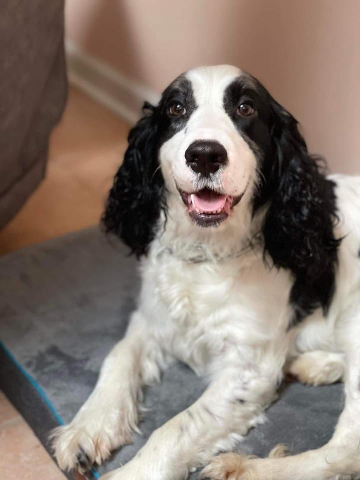 Lemon And White Springer Spaniel