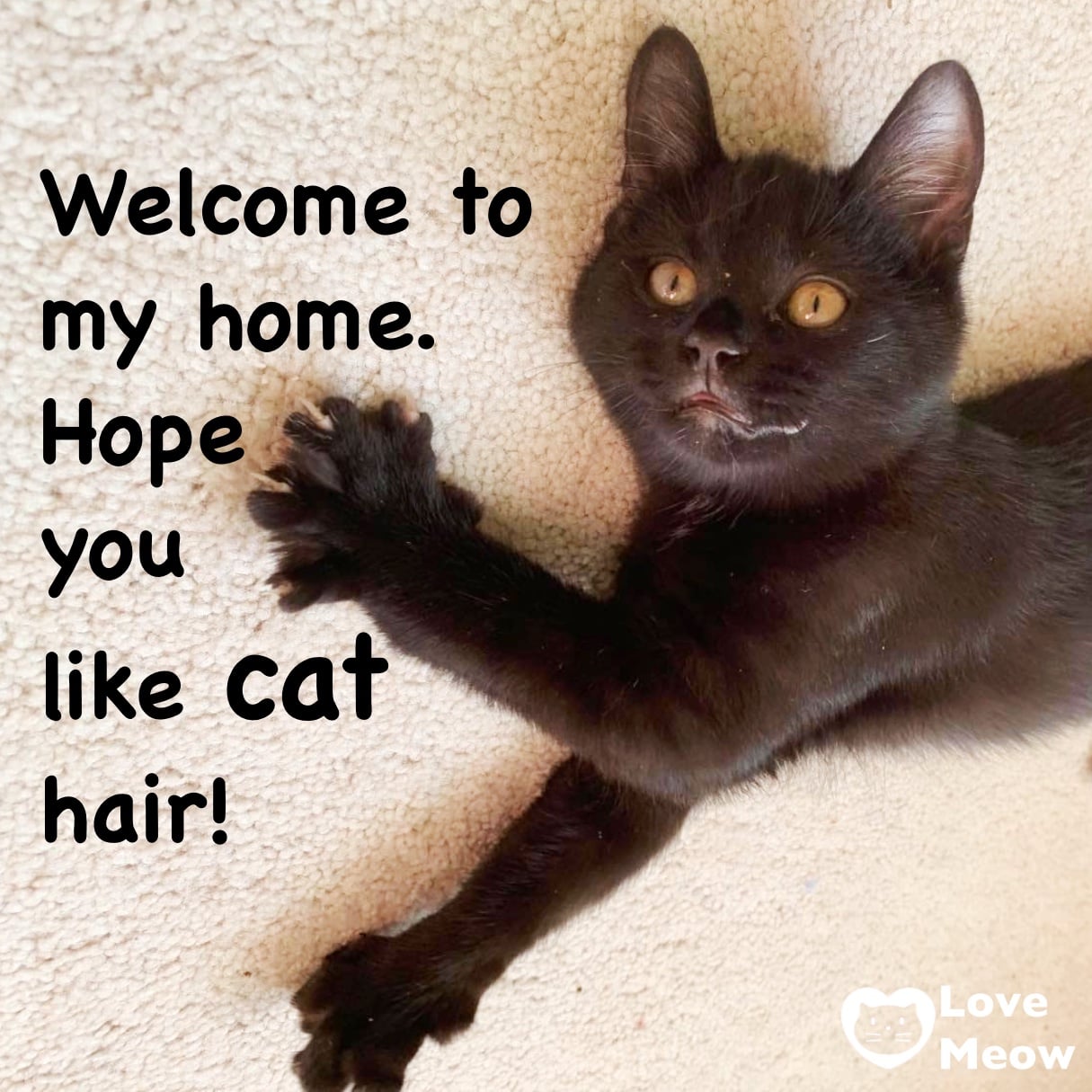 Welcome Back Cat Meme