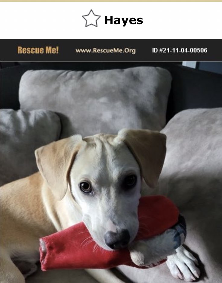 Rhodesian Ridgeback Siberian Husky Mix