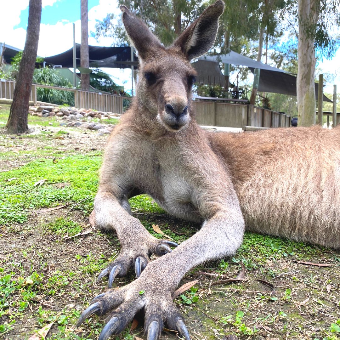 Kangaroo Hands