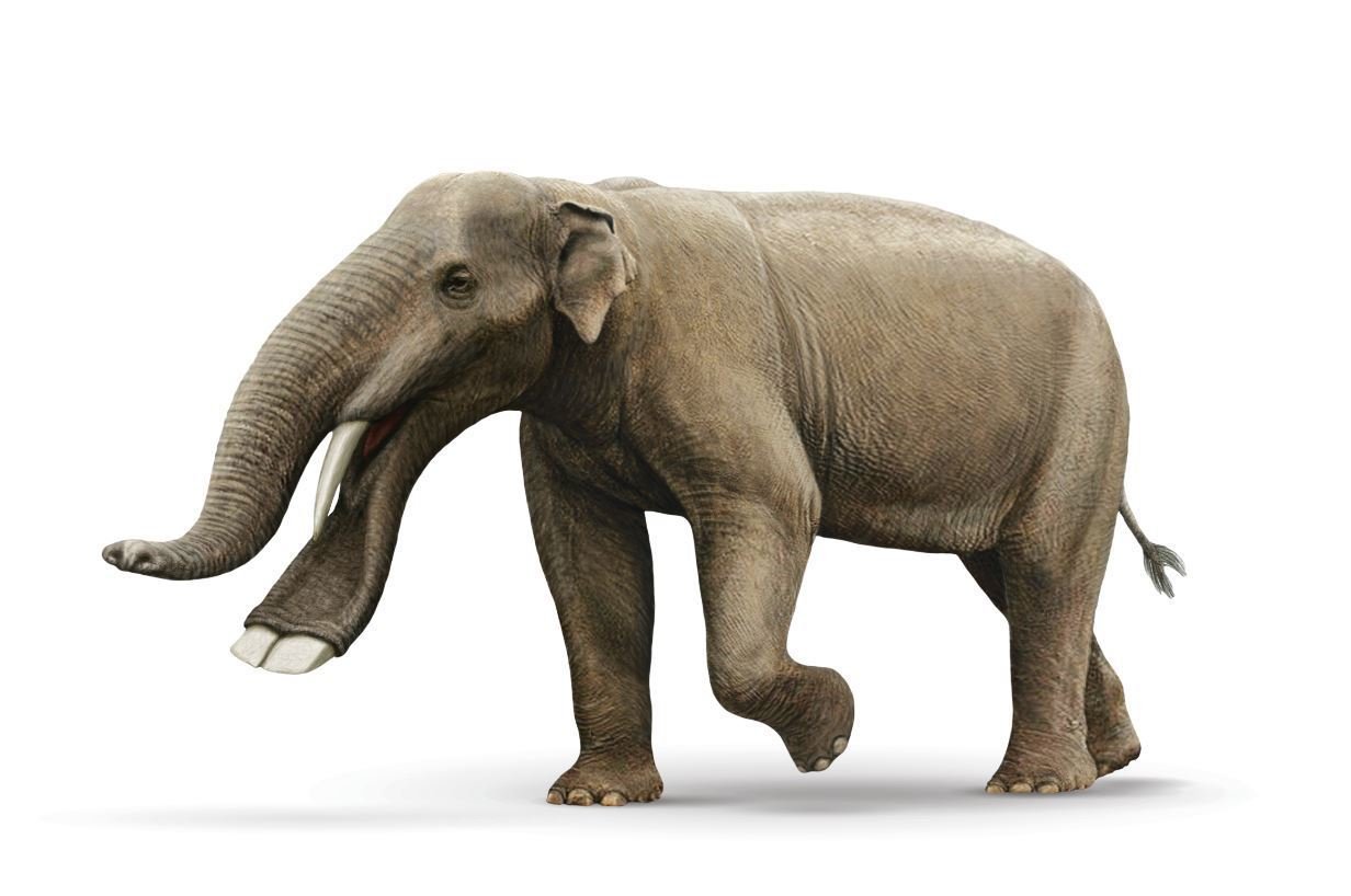 Amebelodon