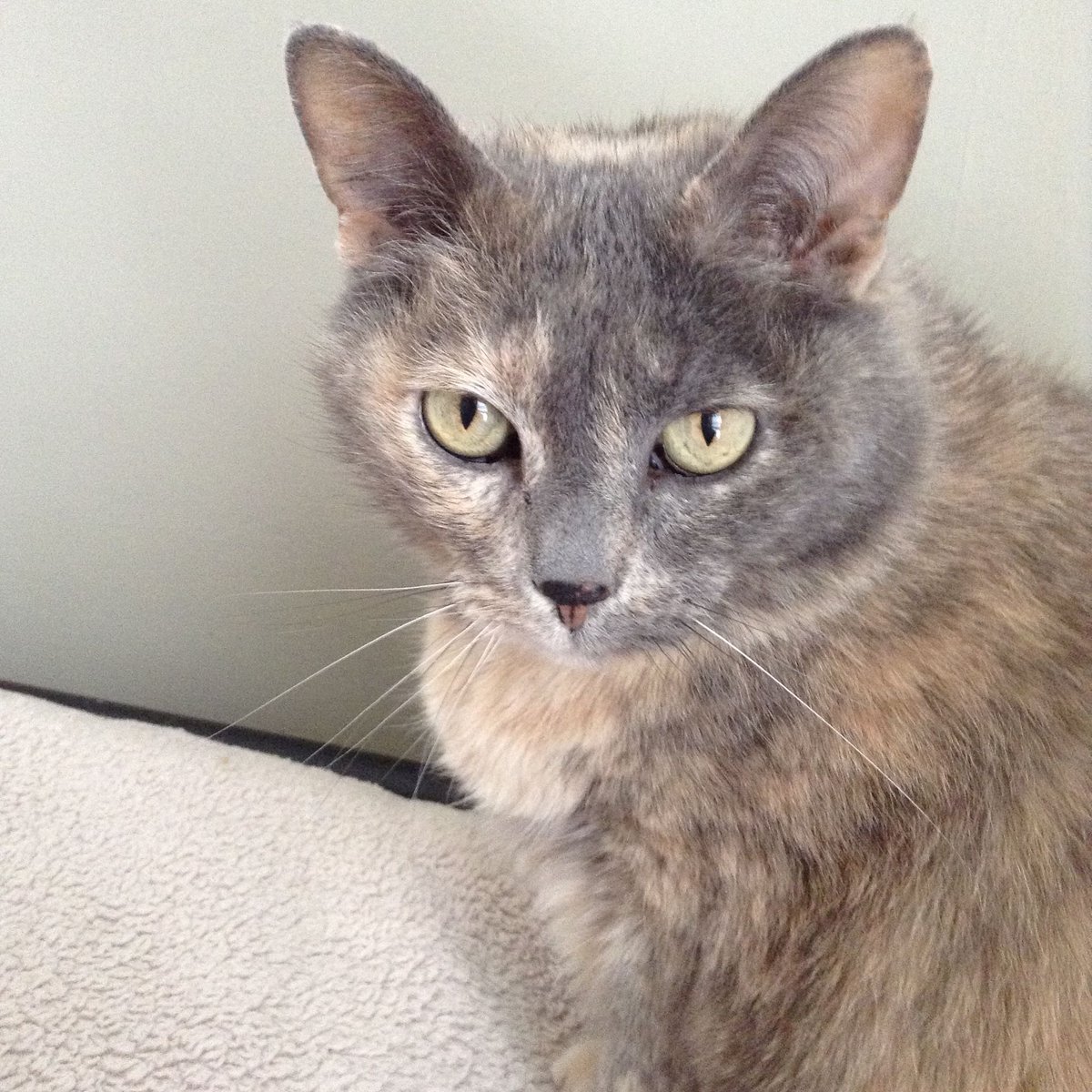 Gray Tortoiseshell Cat