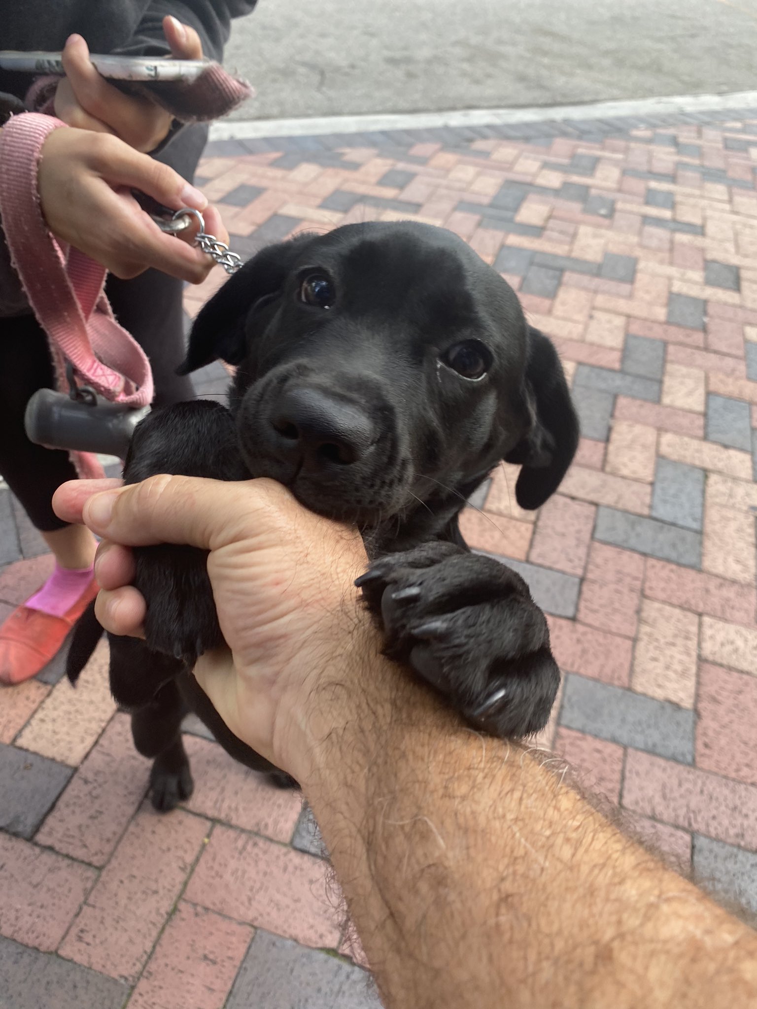 Black Lab Puppies 8 Weeks