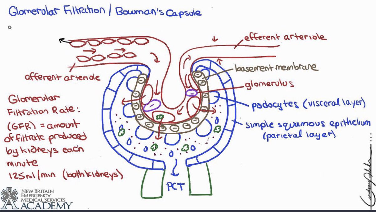 Glomerular Basement Membrane Layers