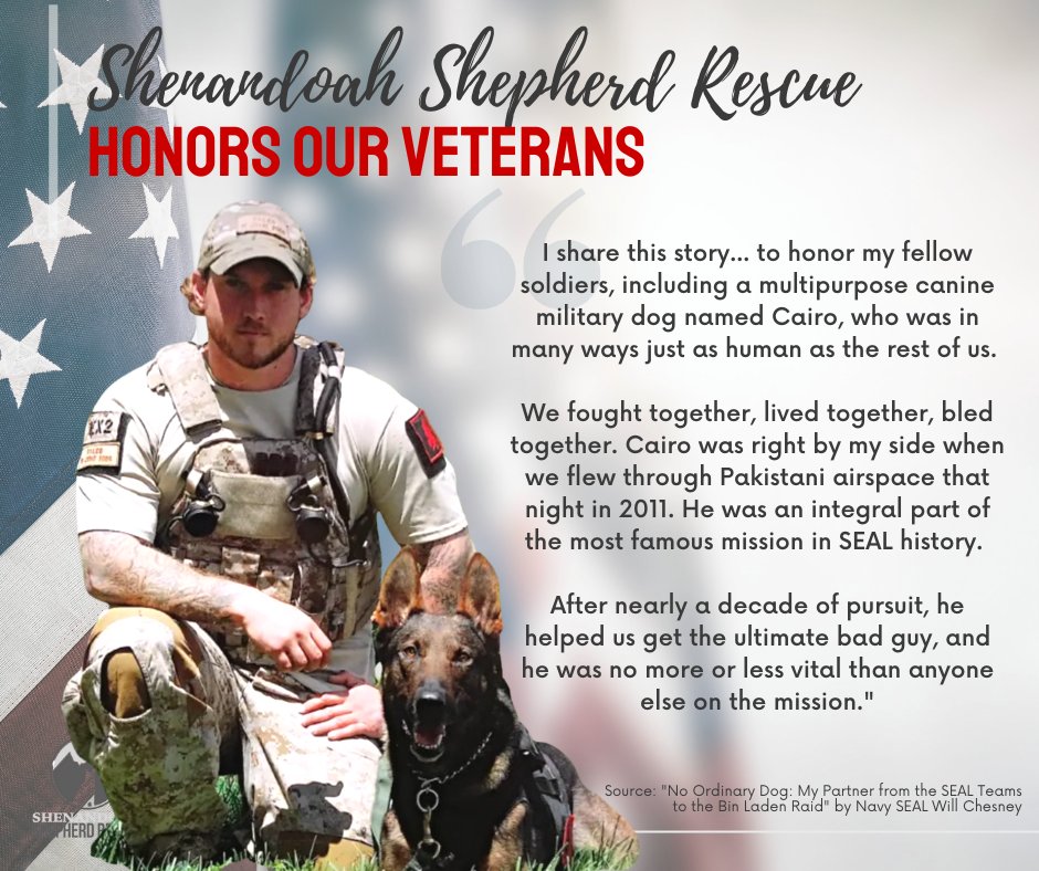 Belgian Malinois Navy Seals