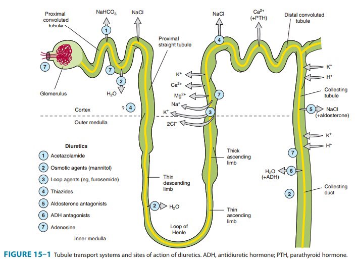 Proximal Convoluted Tubule Cells