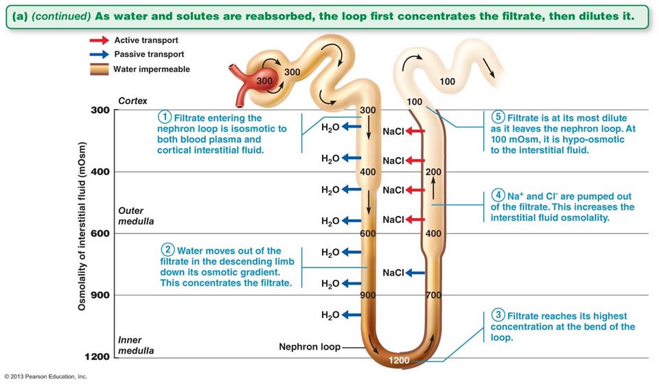 Active Transport Diagram Pearson