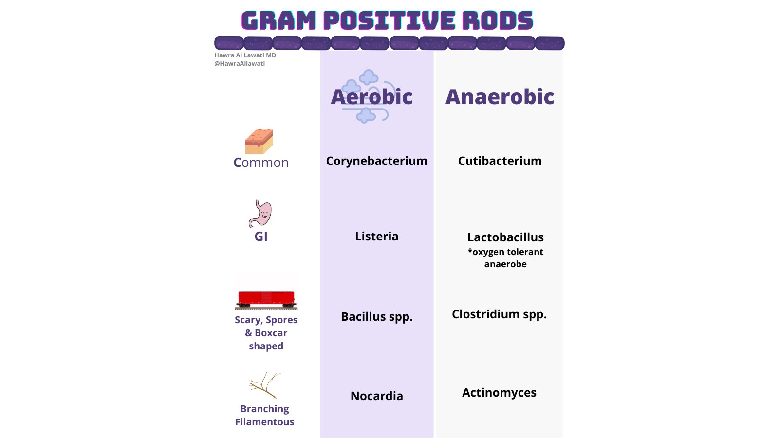 Gram Positive Rods