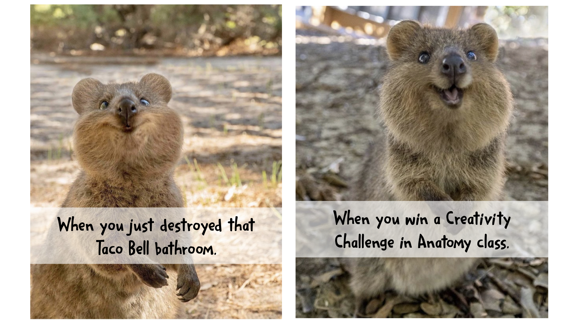 Quokka Meme