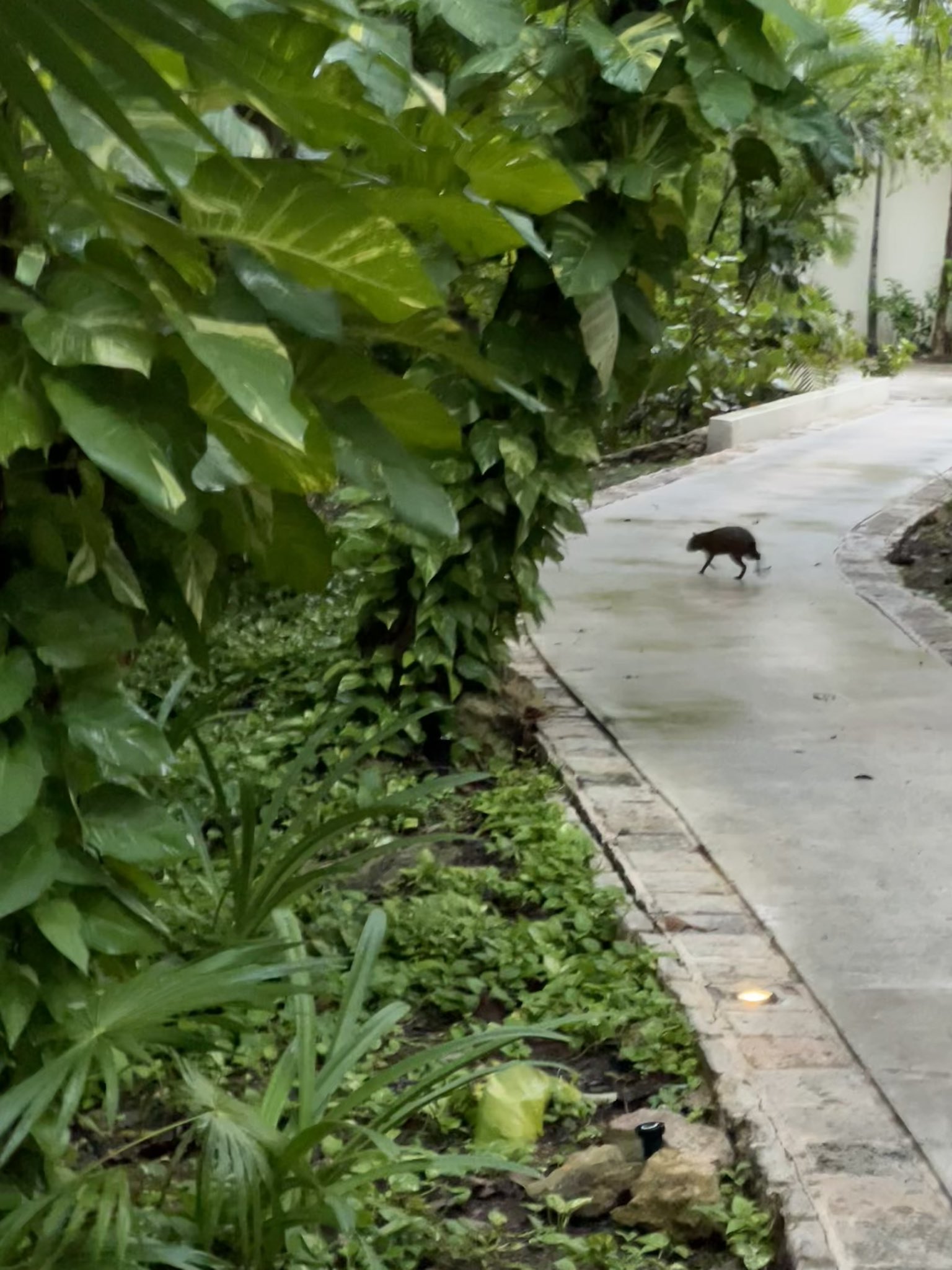 Tw Pornstars 4 Pic Jaden Storm Twitter Finished Up At The Gym And Enjoying A Nice Walk W