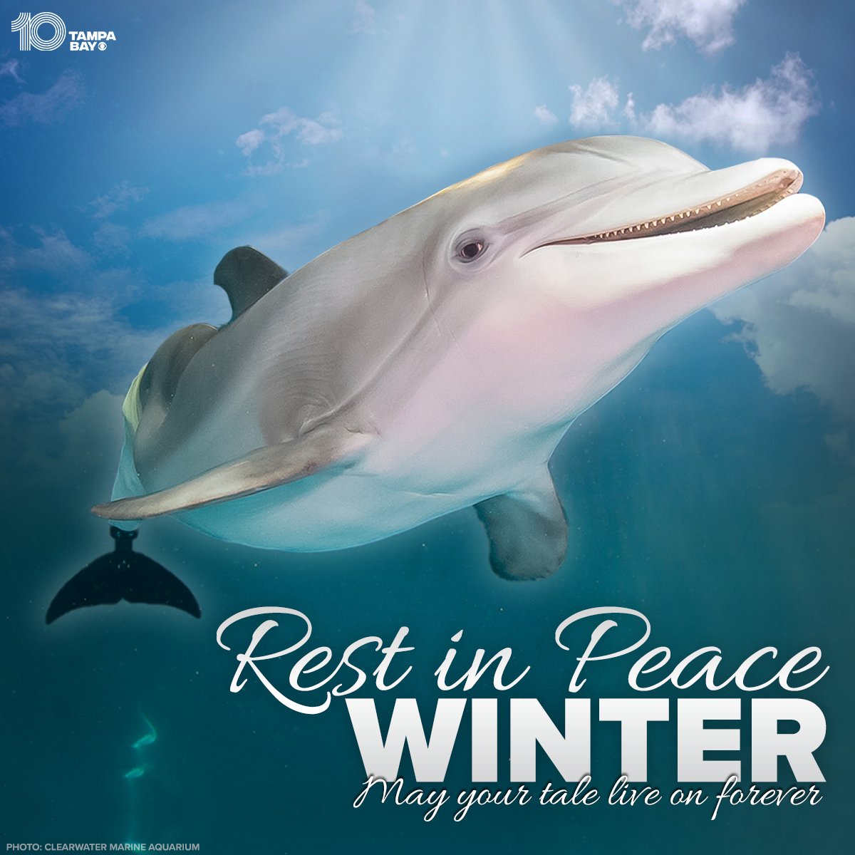 Dolphin Tale Winter Story