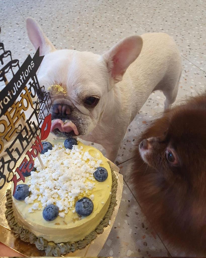 Today Kuma and Kai celebrating Mandu first birthday. Their friend's ...