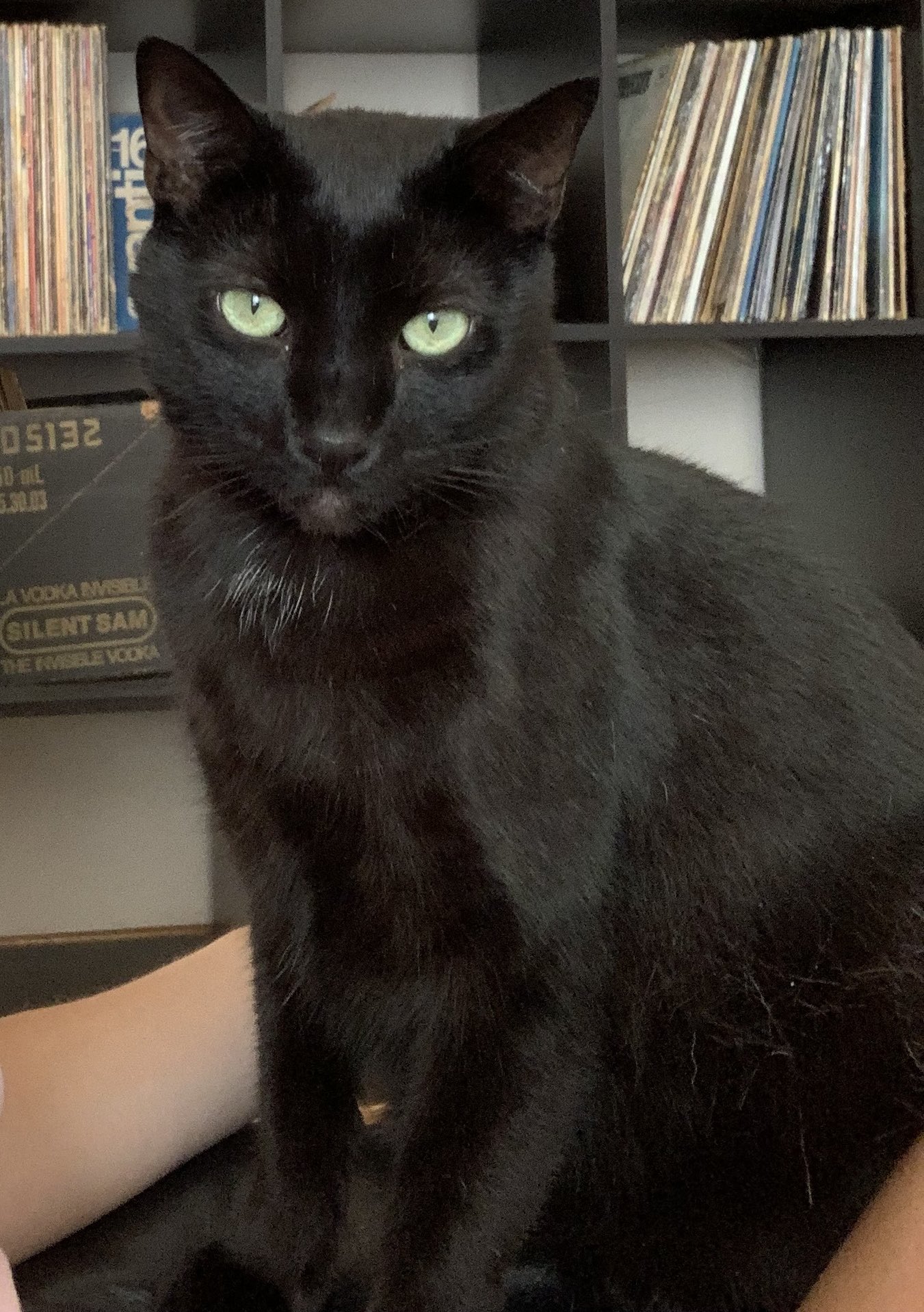 Black Cat Missing An Eye