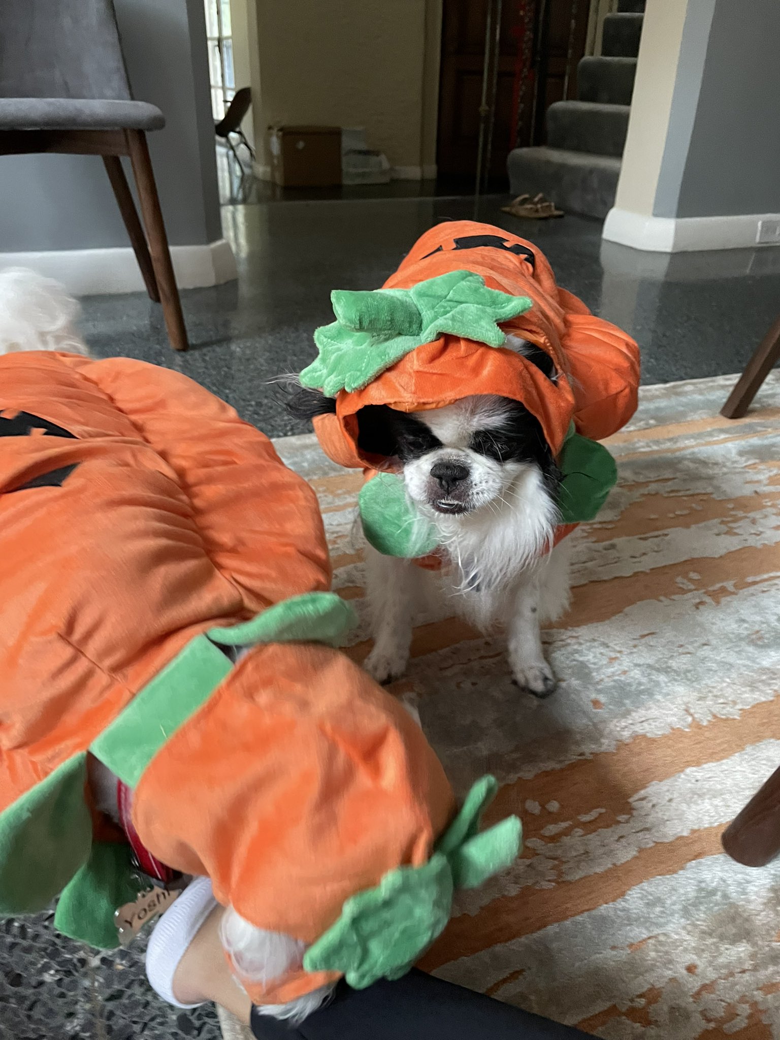 Yoshi Dog Costume
