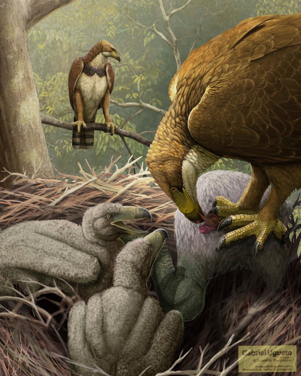Prehistoric Birds Of Prey