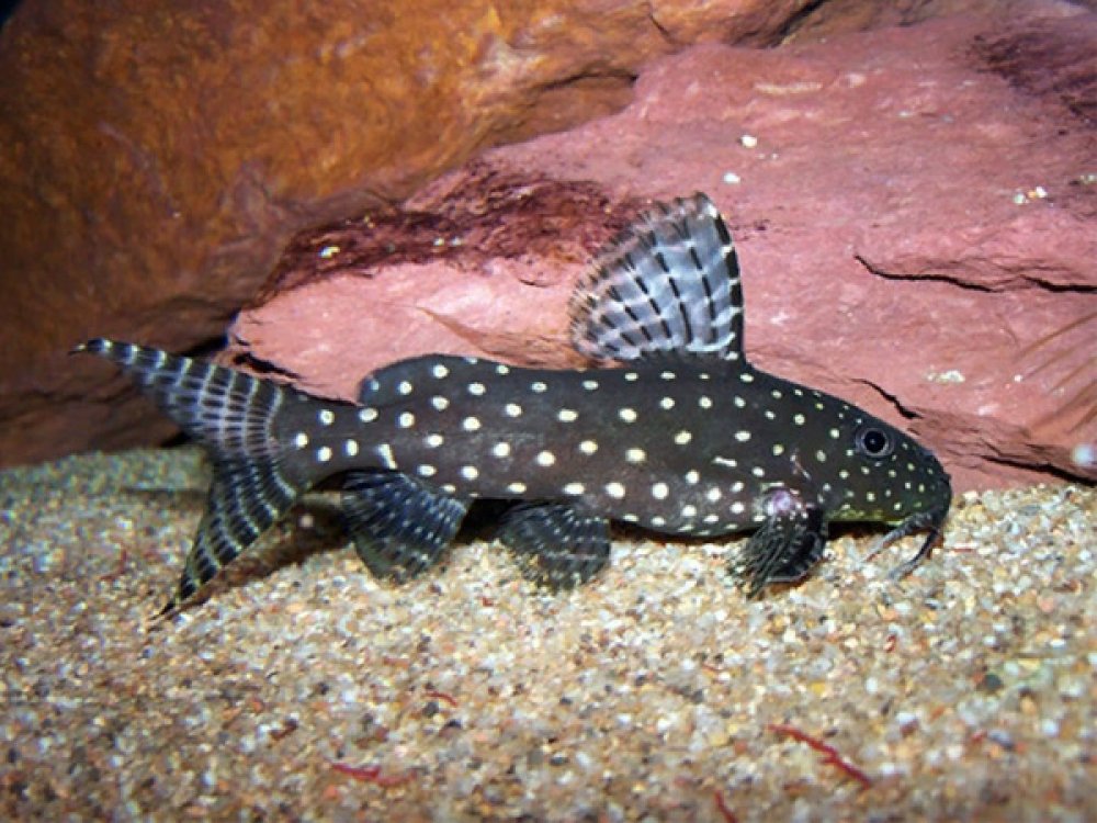 Synodontis Angelicus