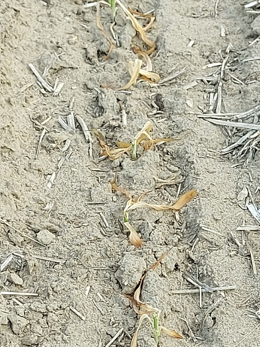 Mathieu Larose (@LaroseMathieu4) | Twitter