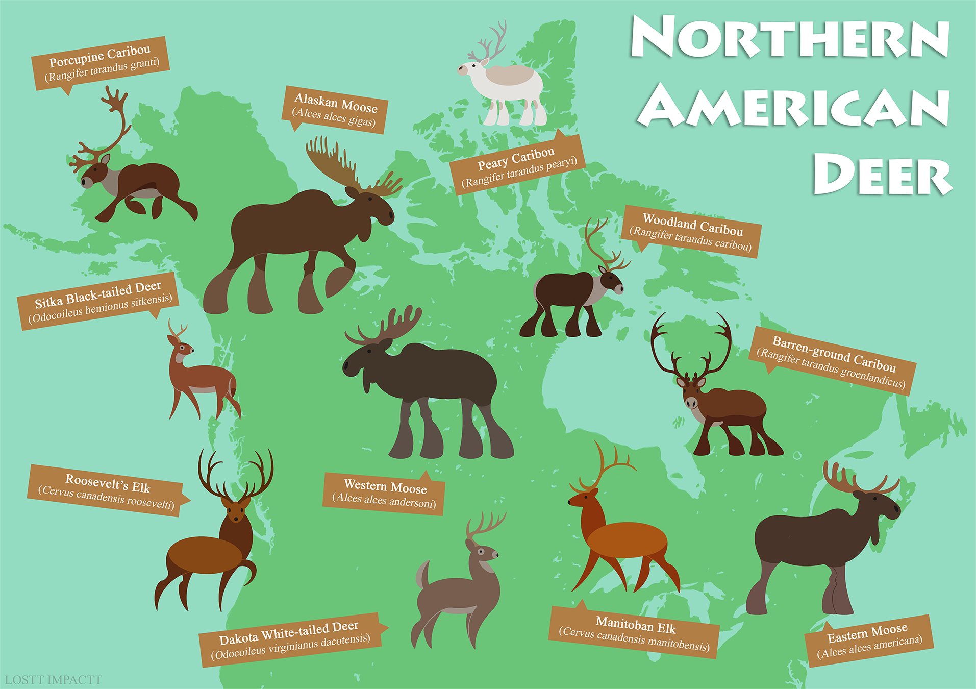 Elk Vs Caribou For The Endangered Reindeer — Or Caribou — In
