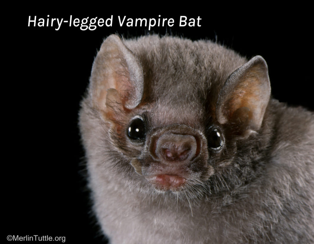 Cute Vampire Bats