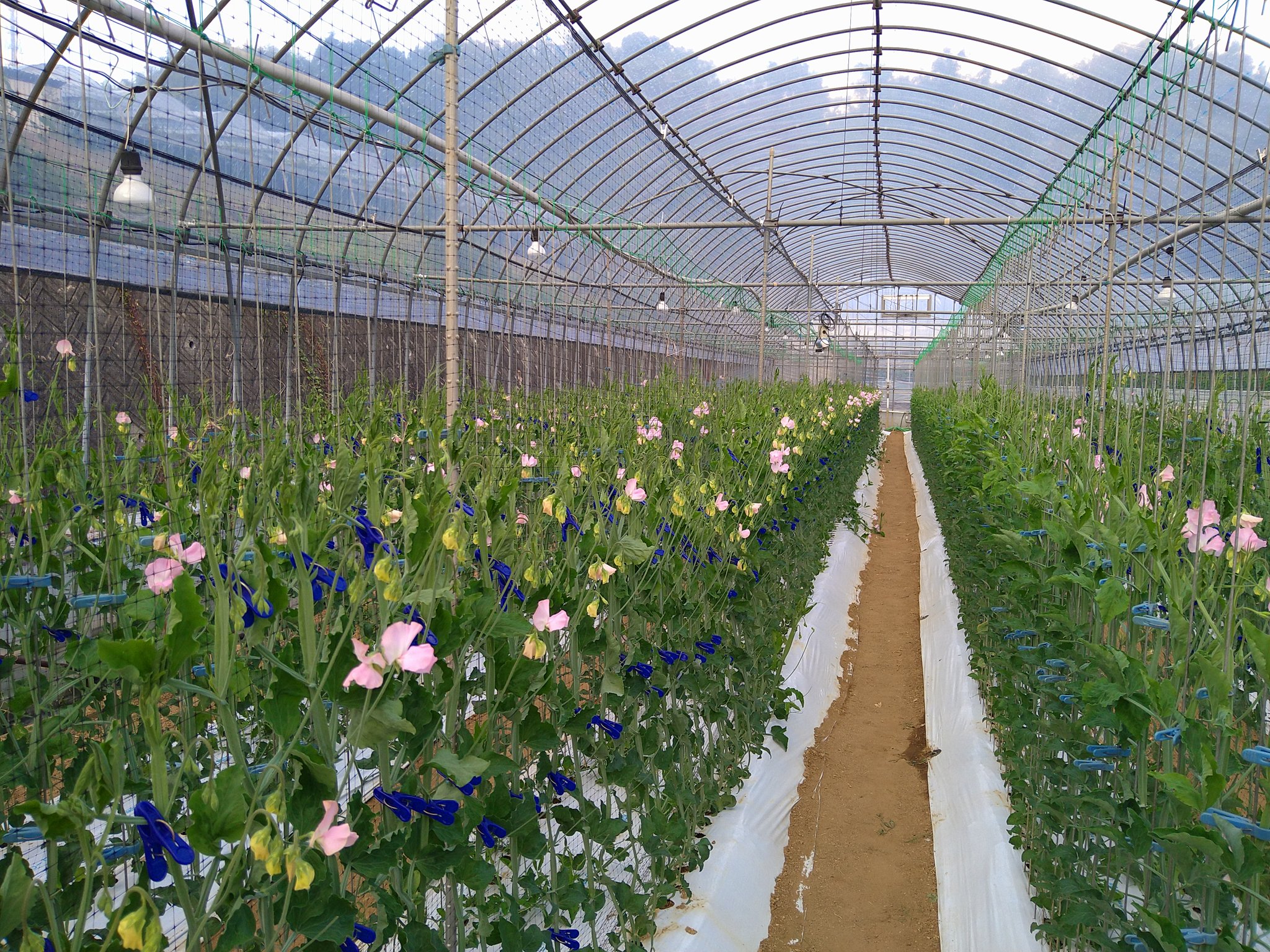 でこぼこファーム 花農家(スイートピー) on Twitter: "スイートピー播種56日目 ついに咲いたーー。 ハウスの中が一気に素敵な香りに。 #スイートピー #農業 #花 https ...