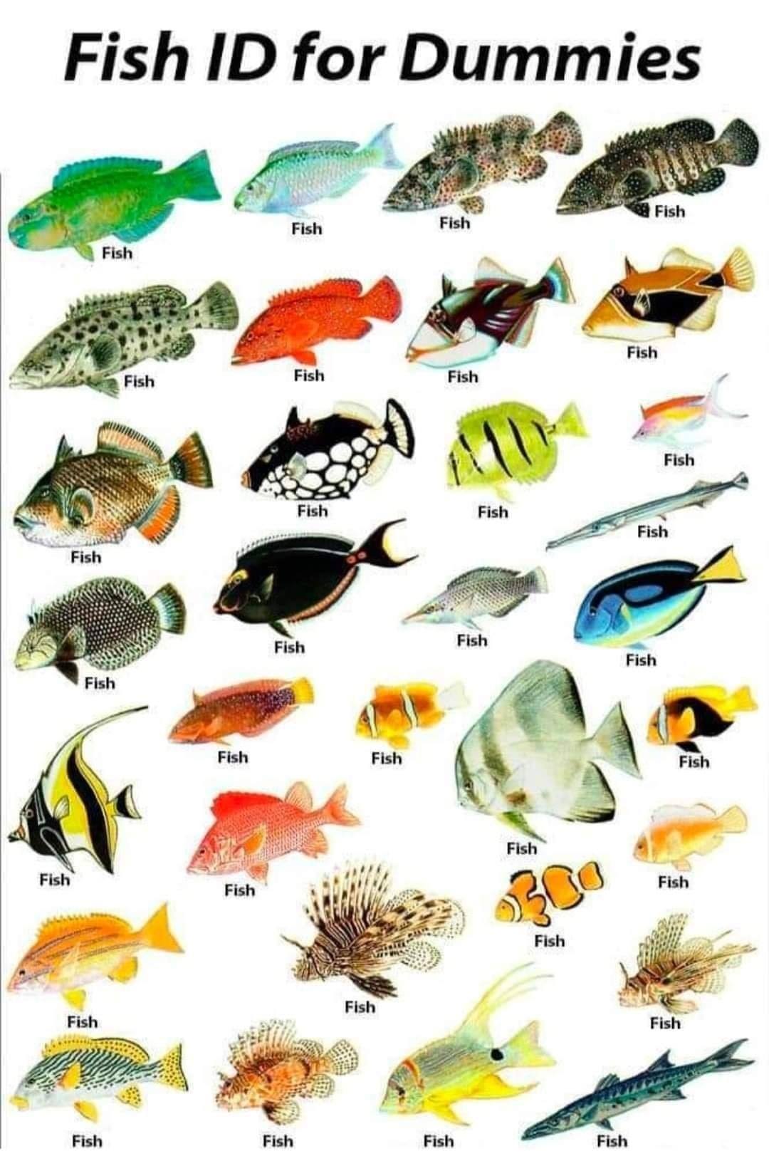 Coral Reef Fish Pictures And Names