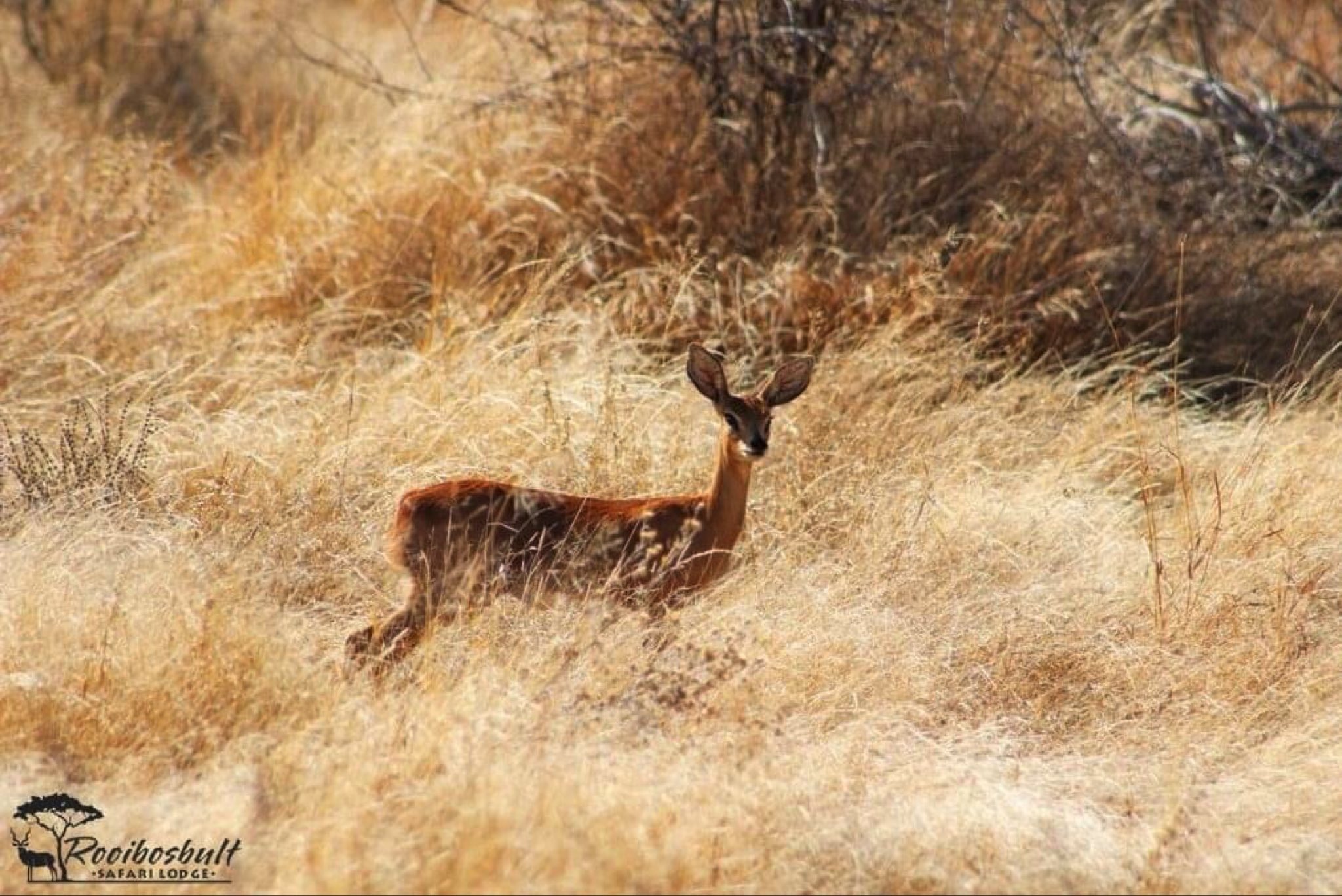 Rooibosbult Safaris (@pretorius_elana) / Twitter