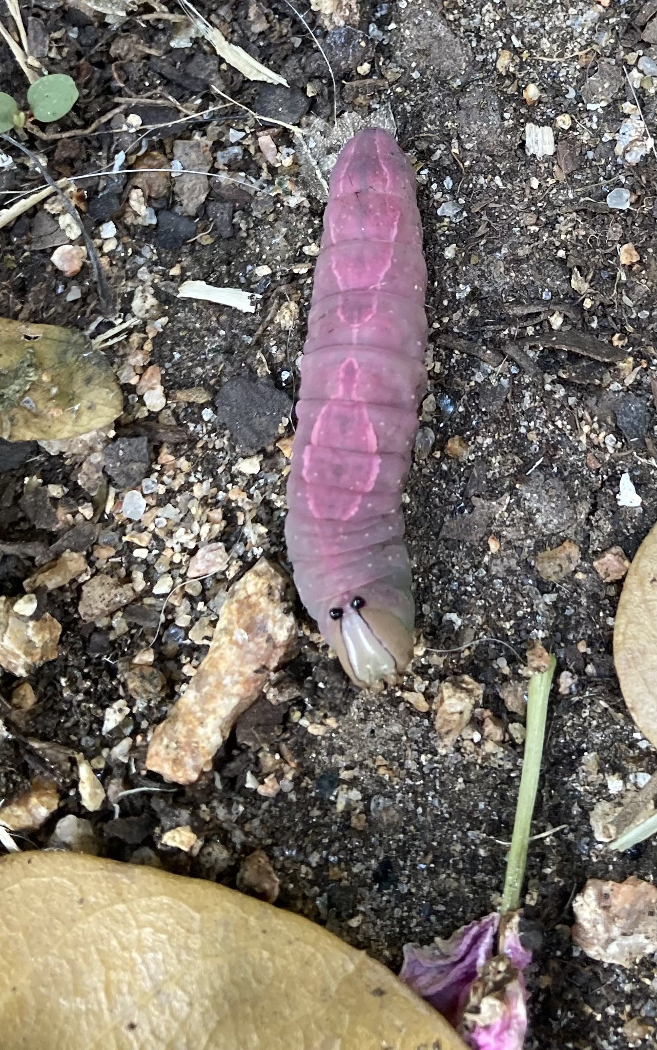Pink Caterpillar