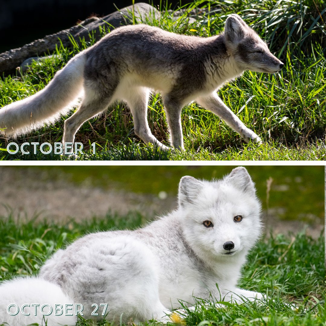 Arctic Fox Summer Coat