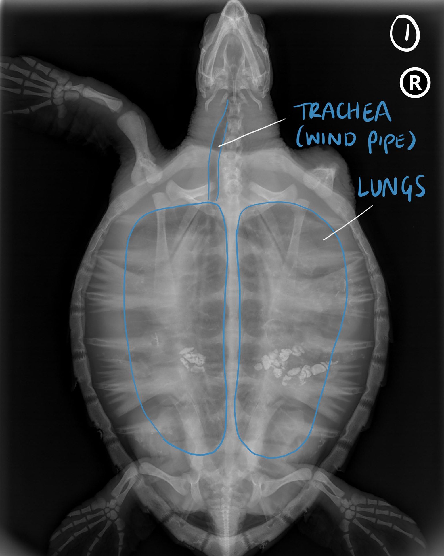 Turtle Respiratory System
