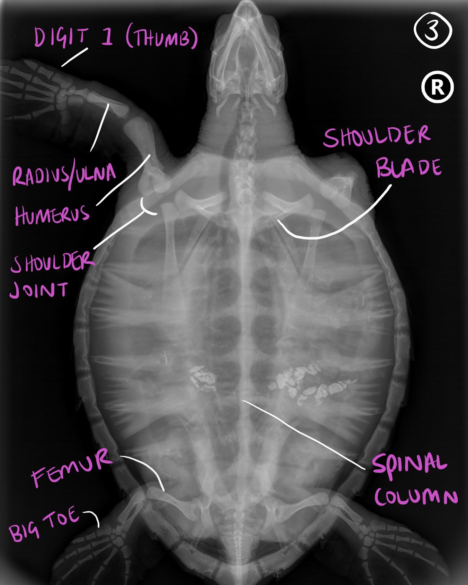 Vertebral Column Of Turtle