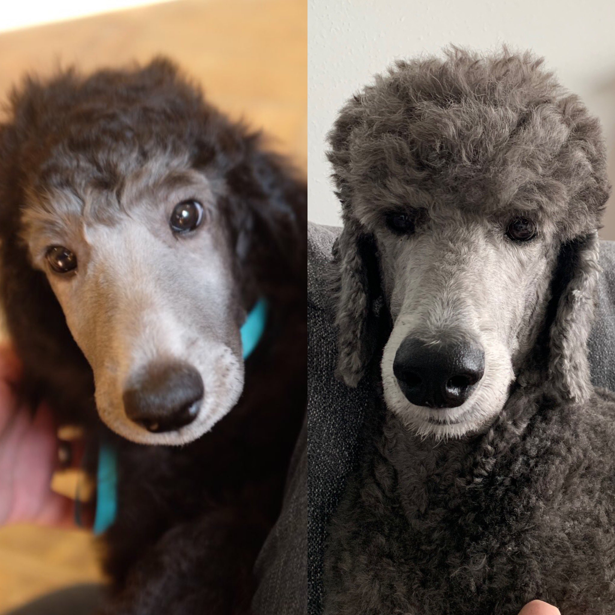 Silver Standard Poodle Puppies
