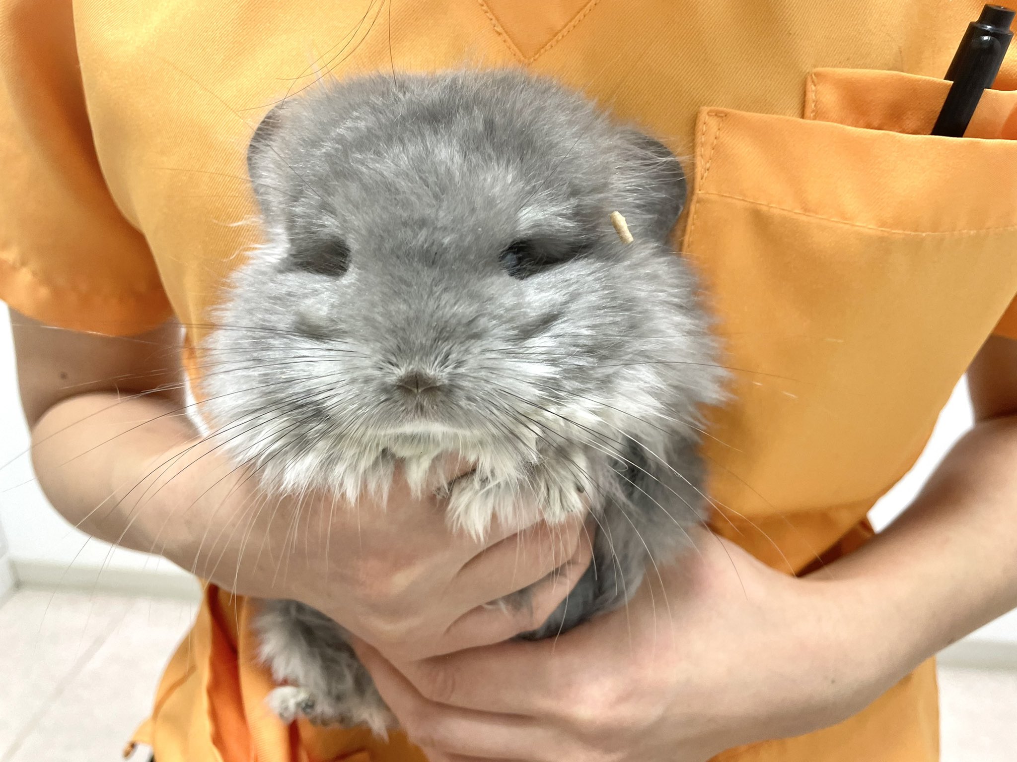 小動物専門店mou on X: 小動物専門店mou on X: