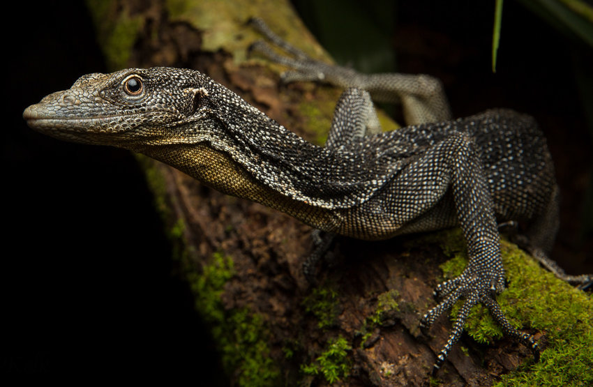 Black Tree Monitor