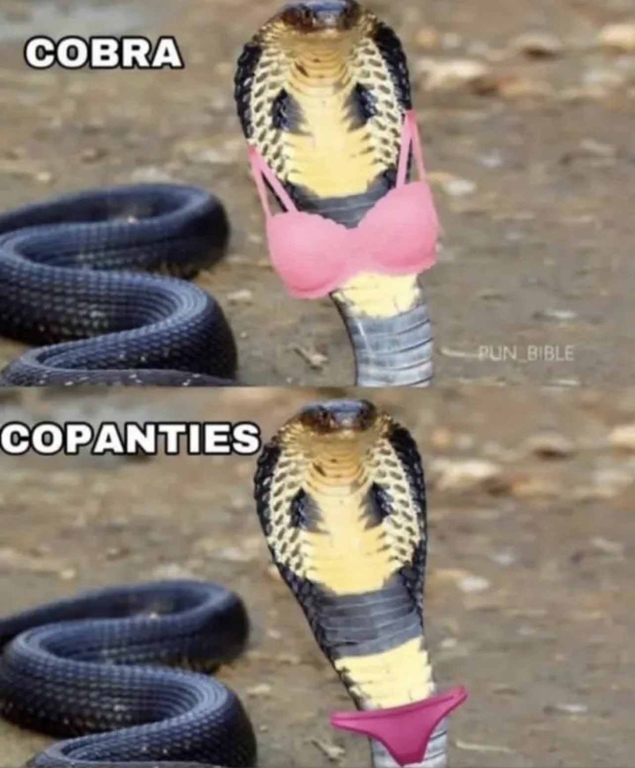 King Cobra Memes No Feminism Among Sankes I Guess! : R/memes