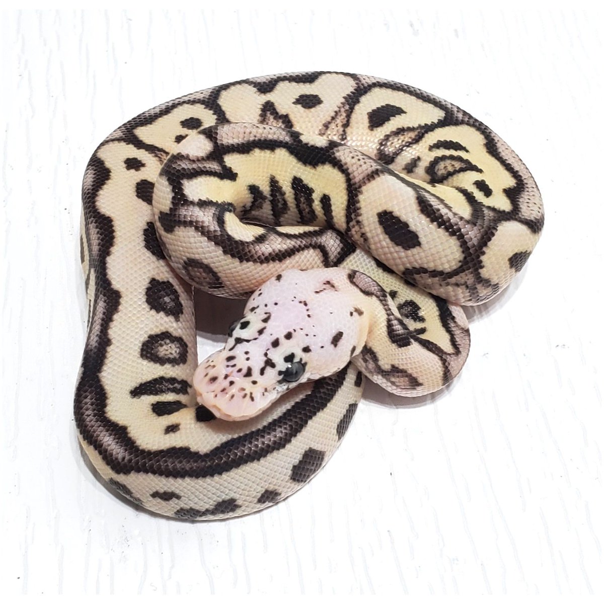 Firefly Clown Ball Python