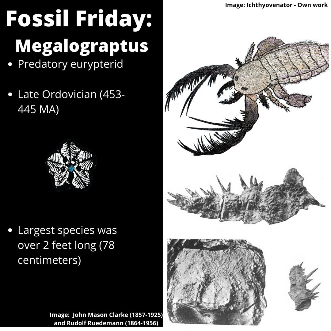Megalograptus Fossil