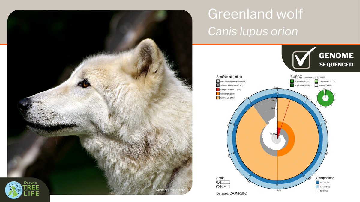 Canis Lupus Orion