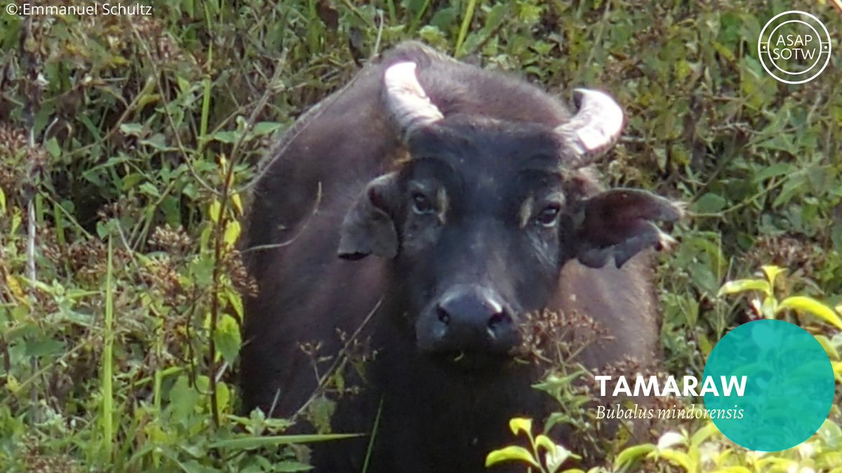 Philippine Tamaraw