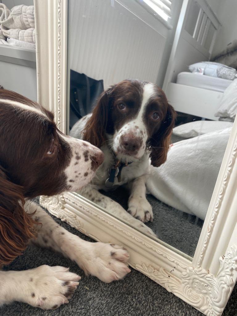 Can Dogs Recognize Themselves In The Mirror