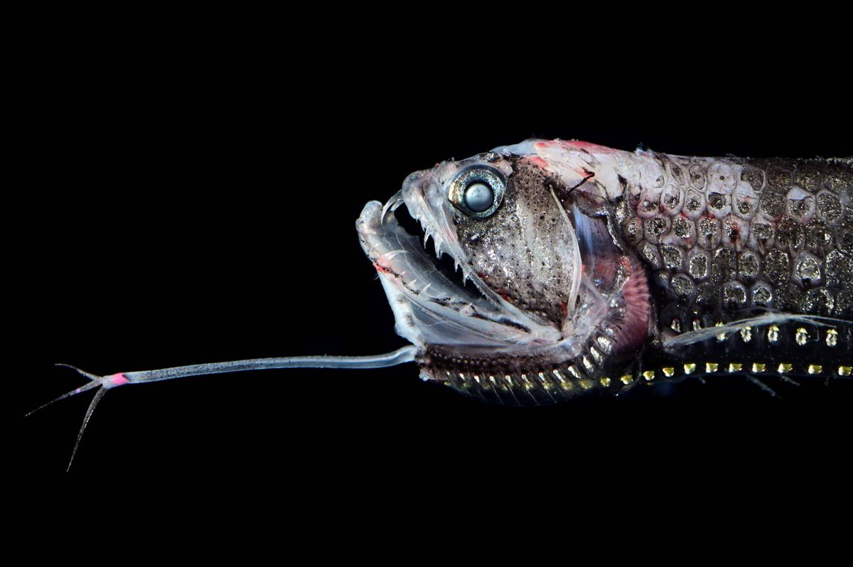 Scaly Dragonfish
