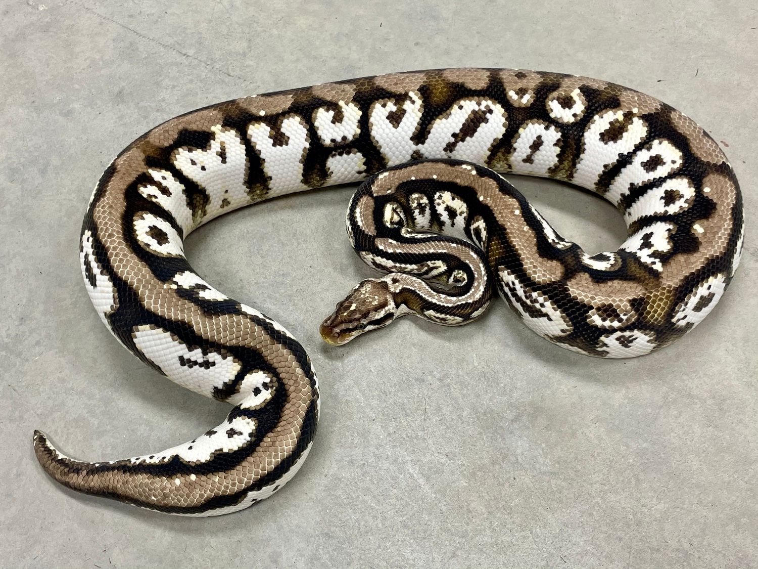 Sugar Pastel Ball Python