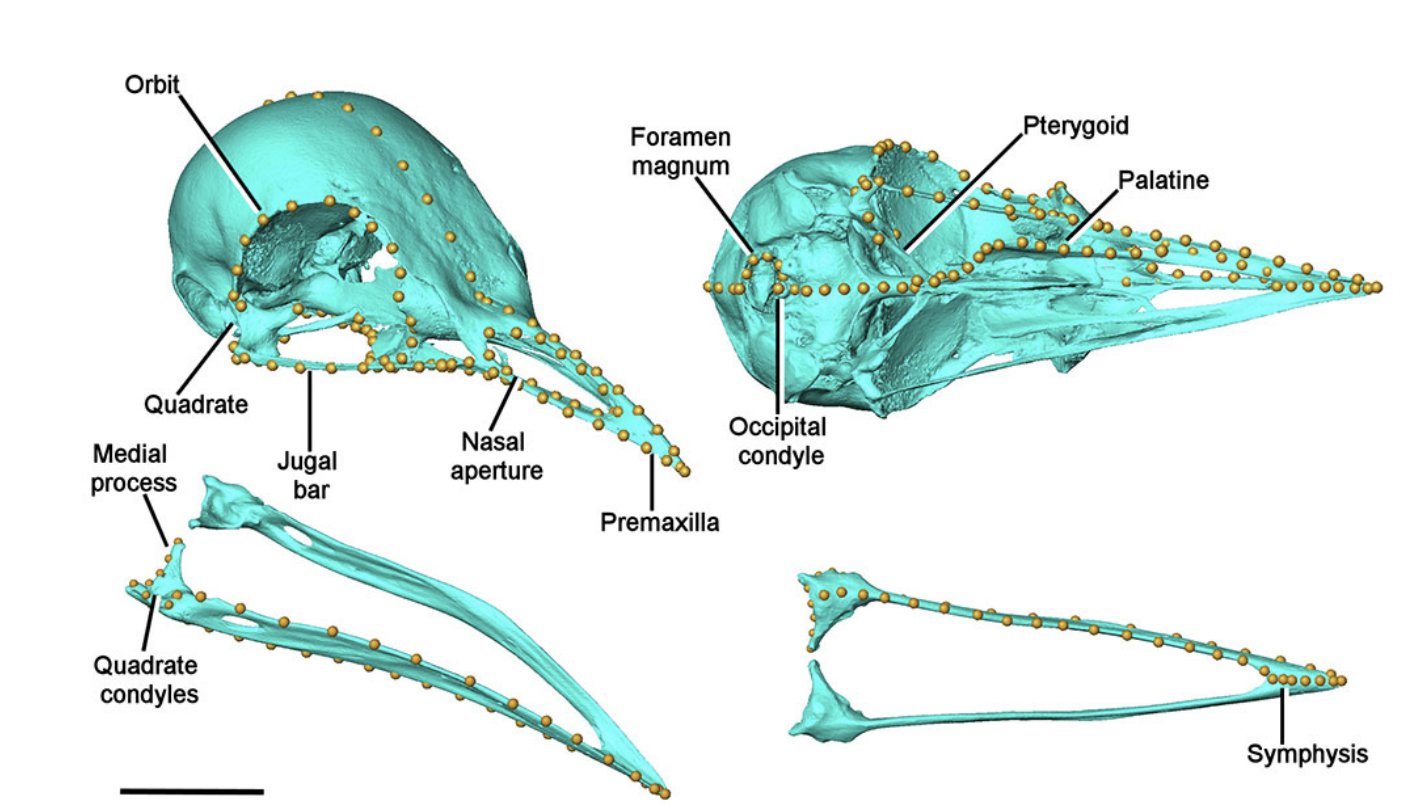 Occipital Condyle Bird
