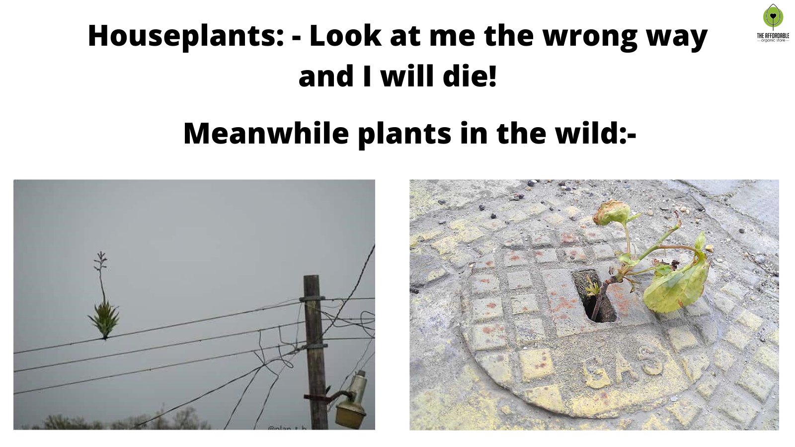 Indoor vs outdoor plants lol : r/houseplants