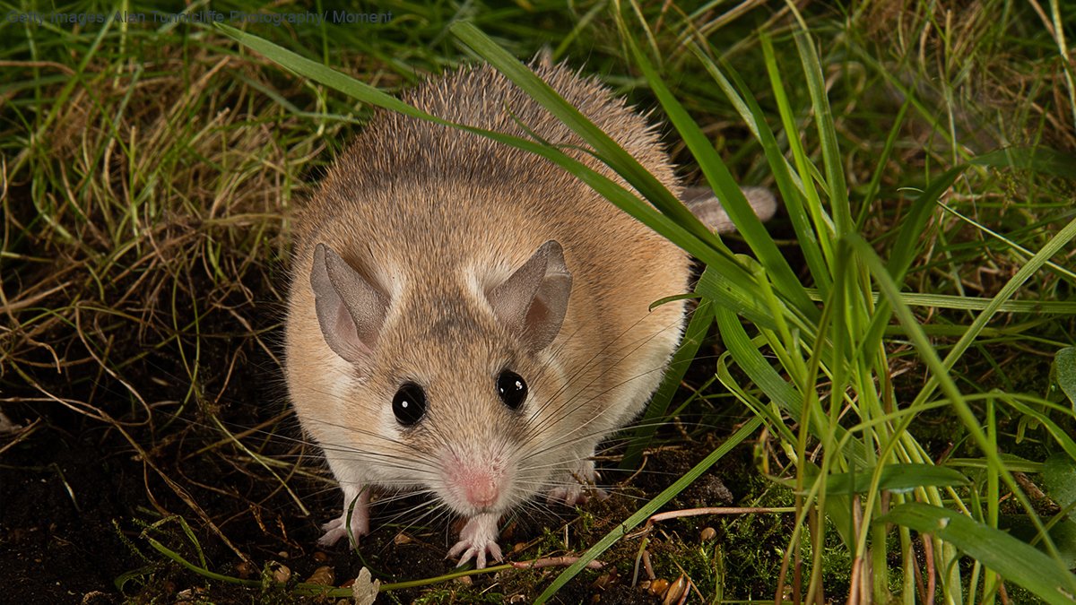 Egyptian Spiny Mouse