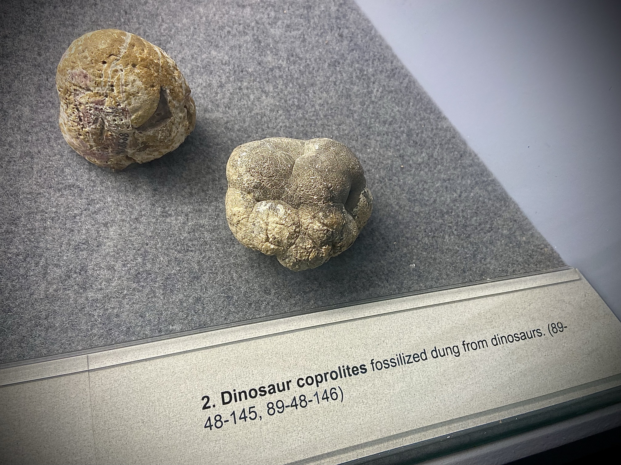 Fossilized Dinosaur Dung