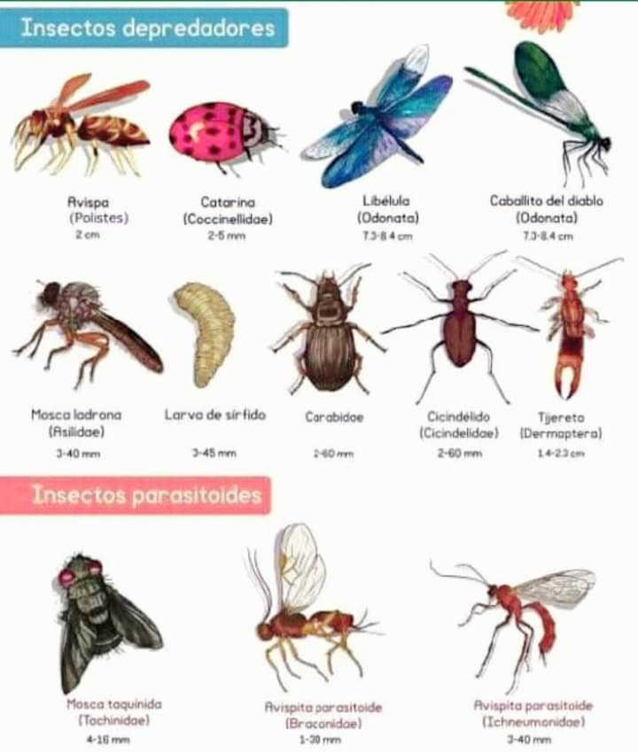 Nombres De Insectos