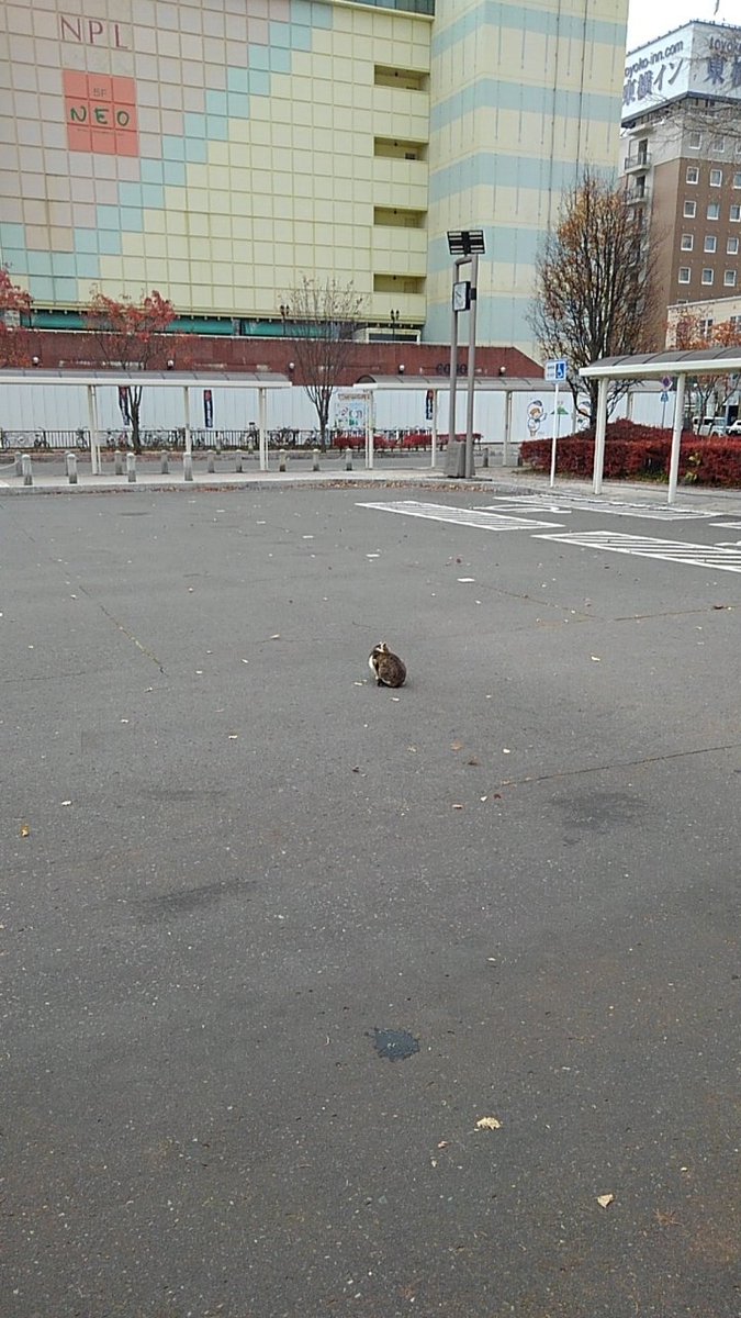 はまなす (@hamanasu_soba) | Twitter