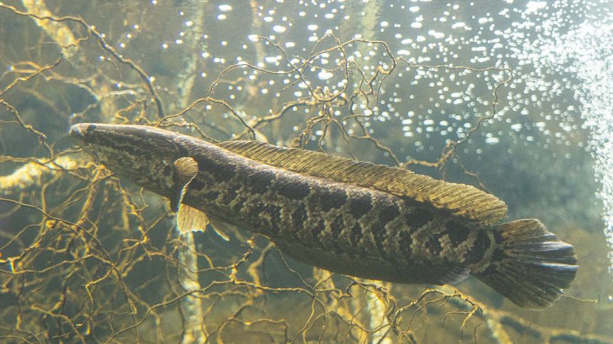 Giant Snakehead On Land