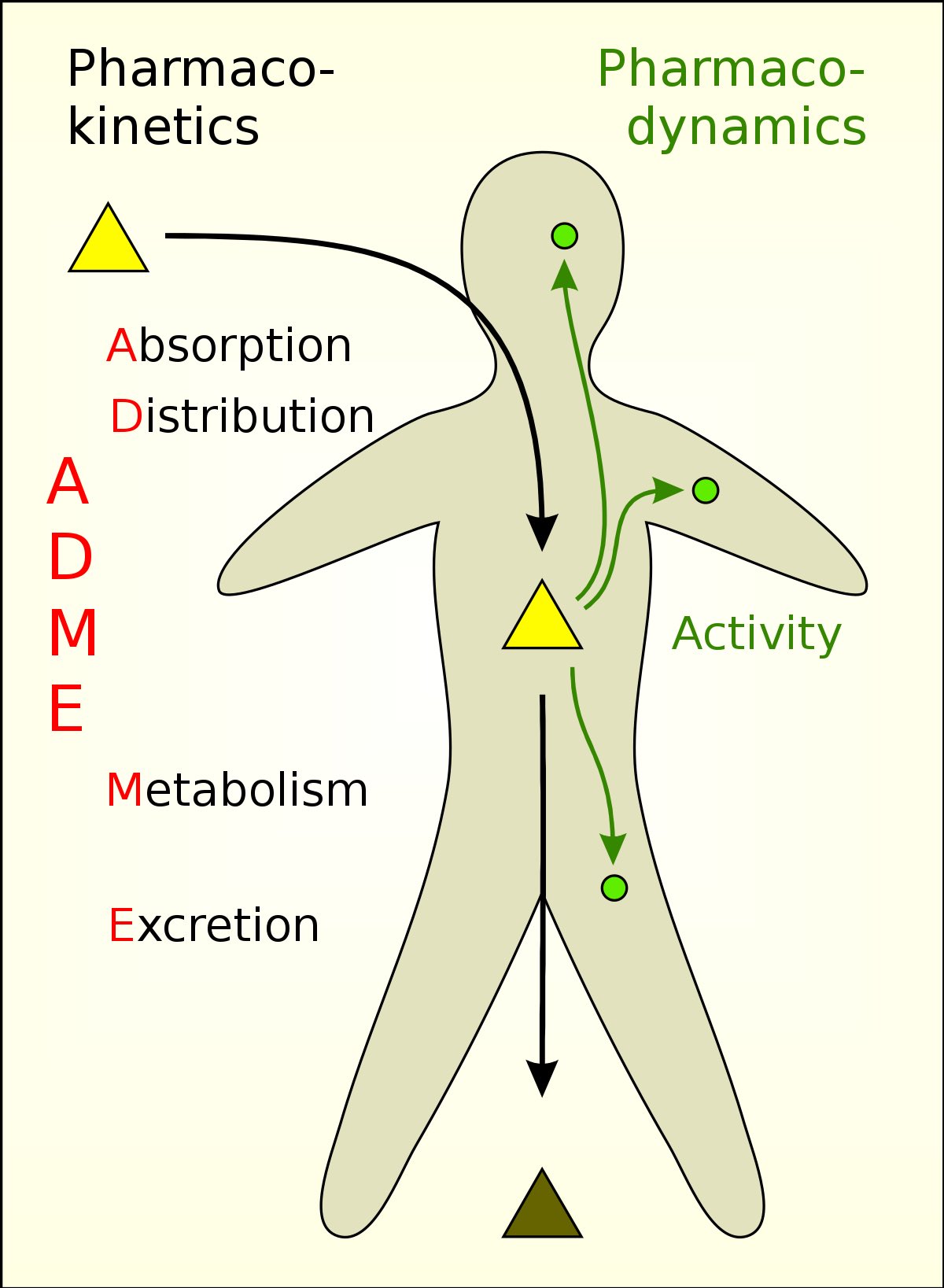 Drug Absorption In The Body