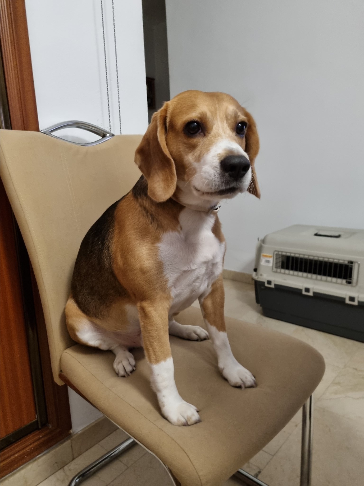 Chio on Twitter: "Pipo :3 https://t.co/bUFoJ8oJEk" / Twitter